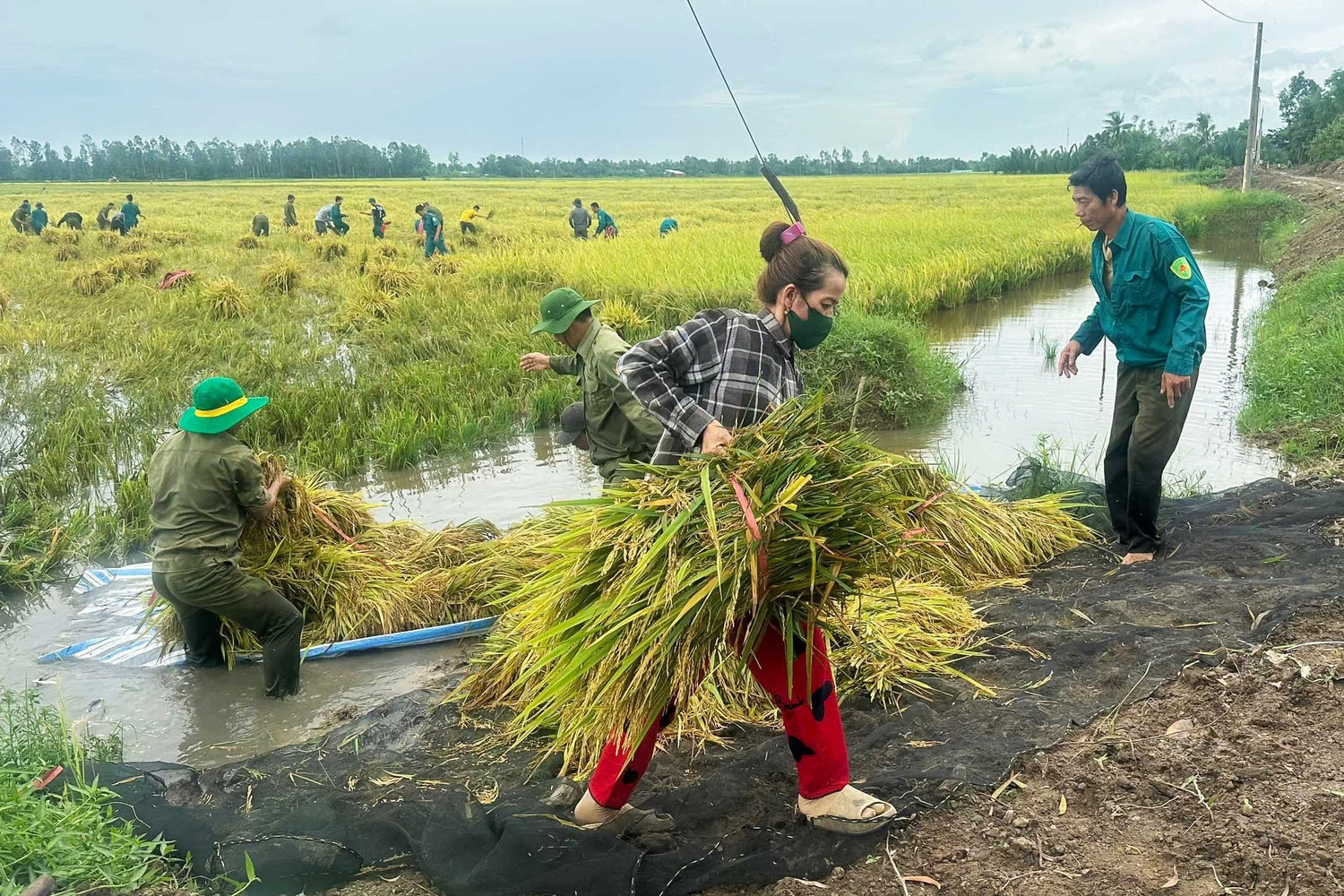 Kiên Giang: Hơn 1.440ha lúa của người dân bị thiệt hại do mưa bão | Báo ...