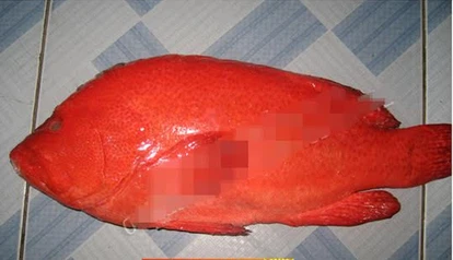 Thú chơi nhà giàu: Chén cá mú đỏ, chơi gà lông xù