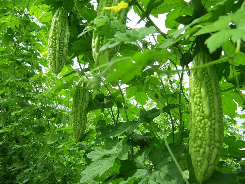 Mướp đắng không phải ai cũng nên ăn