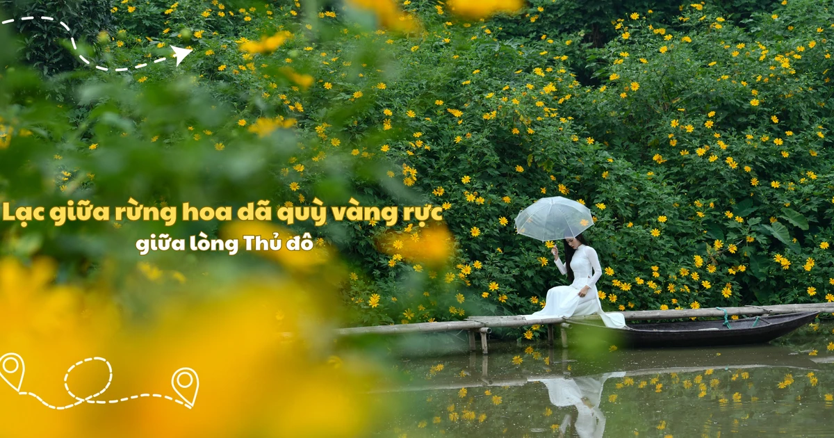 Lạc giữa rừng hoa dã quỳ vàng rực giữa lòng Thủ đô | Báo Giáo dục và ...