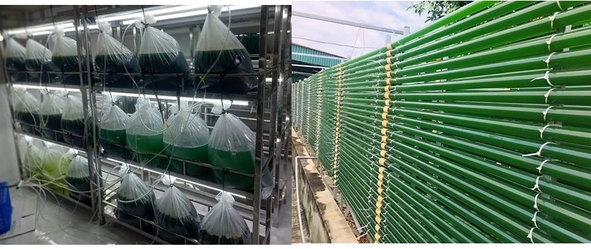 Trồng tảo xoắn Spirulina trong ống kín | Báo Giáo dục và Thời đại Online