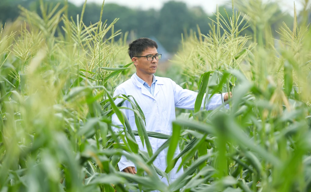 Các nhà khoa học Việt lai tạo giống ngô ngọt ăn liền | Báo Giáo dục và ...