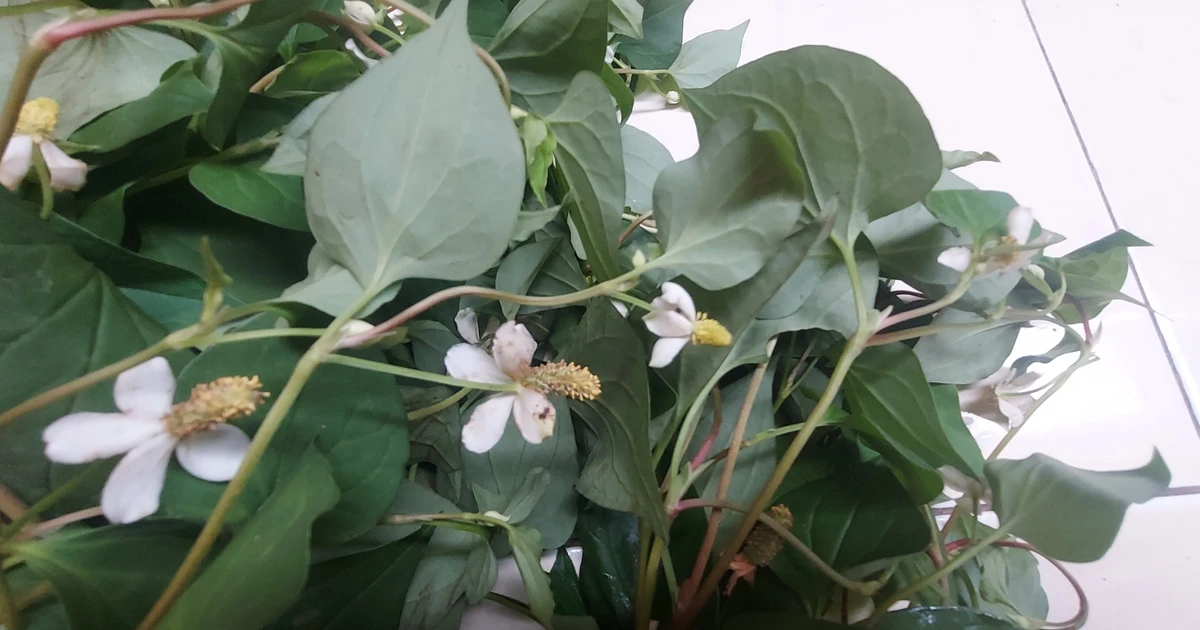 Dấp cá... 'thử thách' | Báo Giáo dục và Thời đại Online