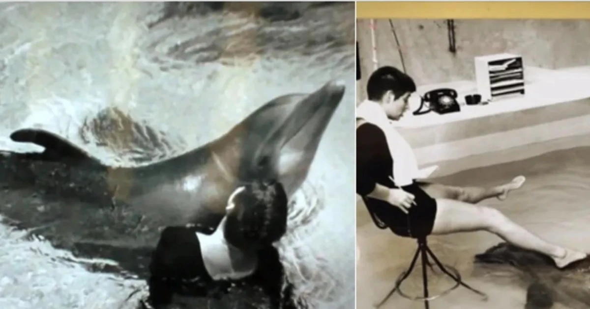 Thực hư về tình yêu của cá heo với người huấn luyện | Báo Giáo dục và ...